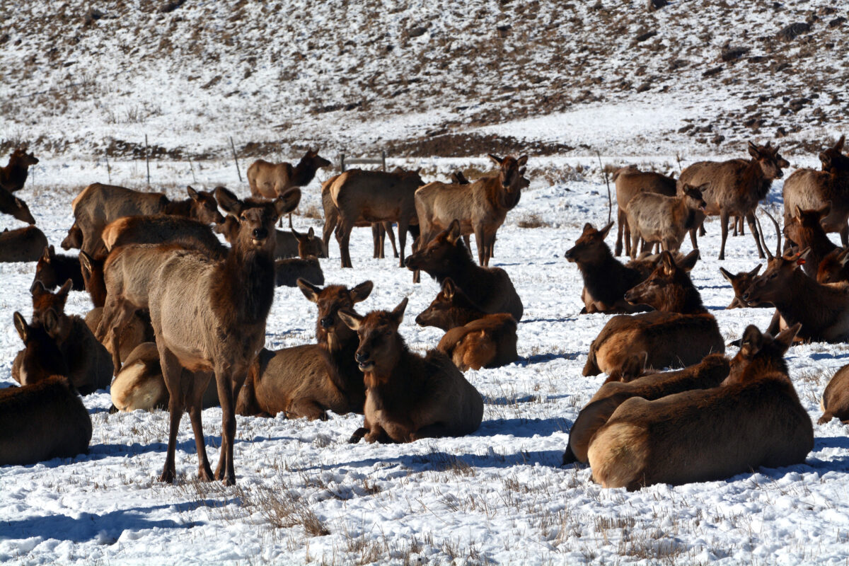 All about the elk at Hardware Ranch during annual elk festival | News ...